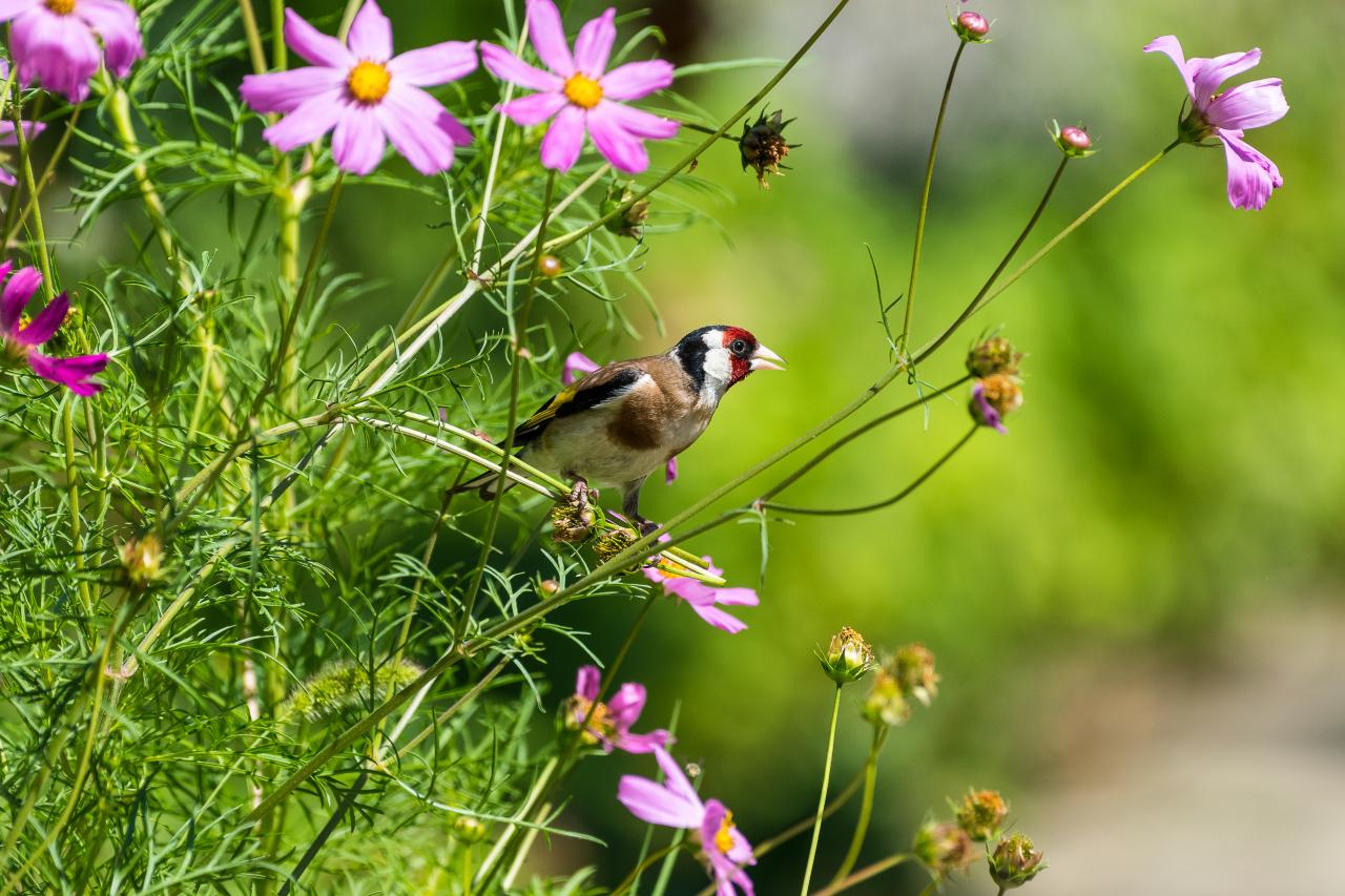 Parcul Național Retezat