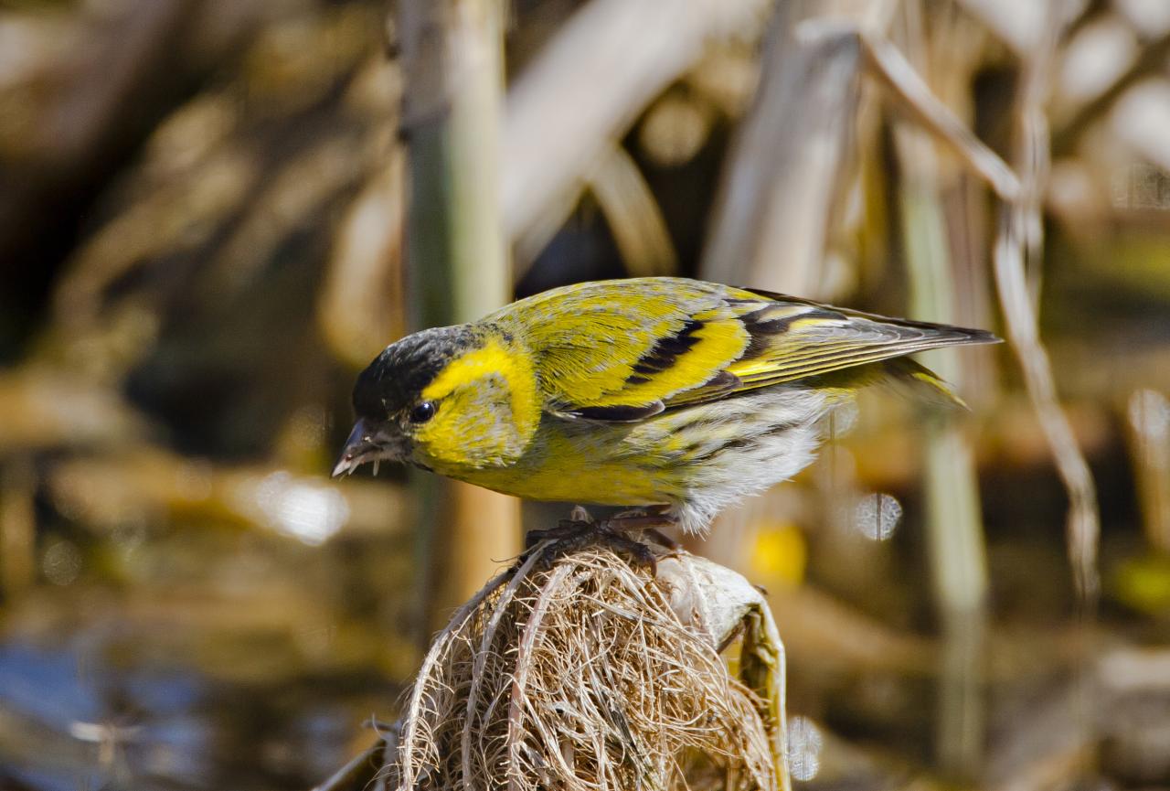 Parcul Național Retezat