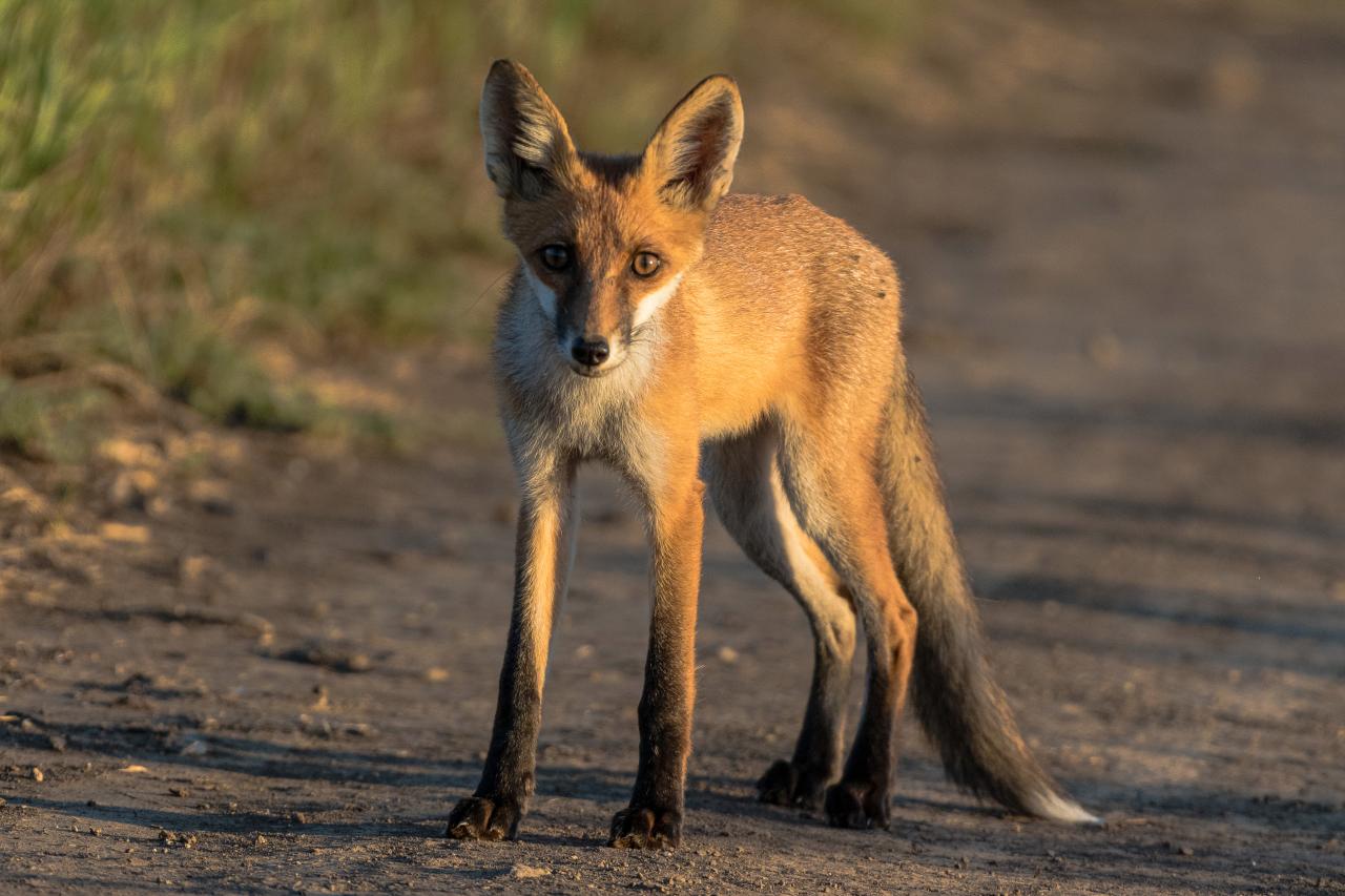 Parcul Național Retezat